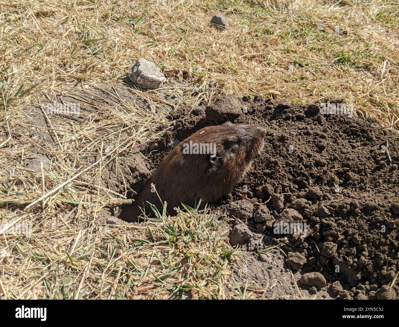 Smoky Pocket Gopher (Cratogeomys fumosus Stock Photo - Alamy
