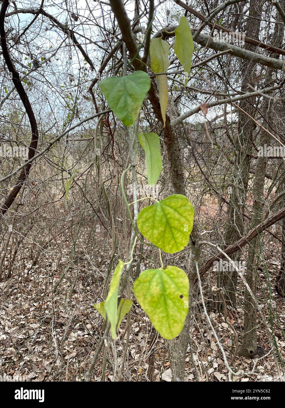 Carolina snailseed (Nephroia carolina Stock Photo - Alamy