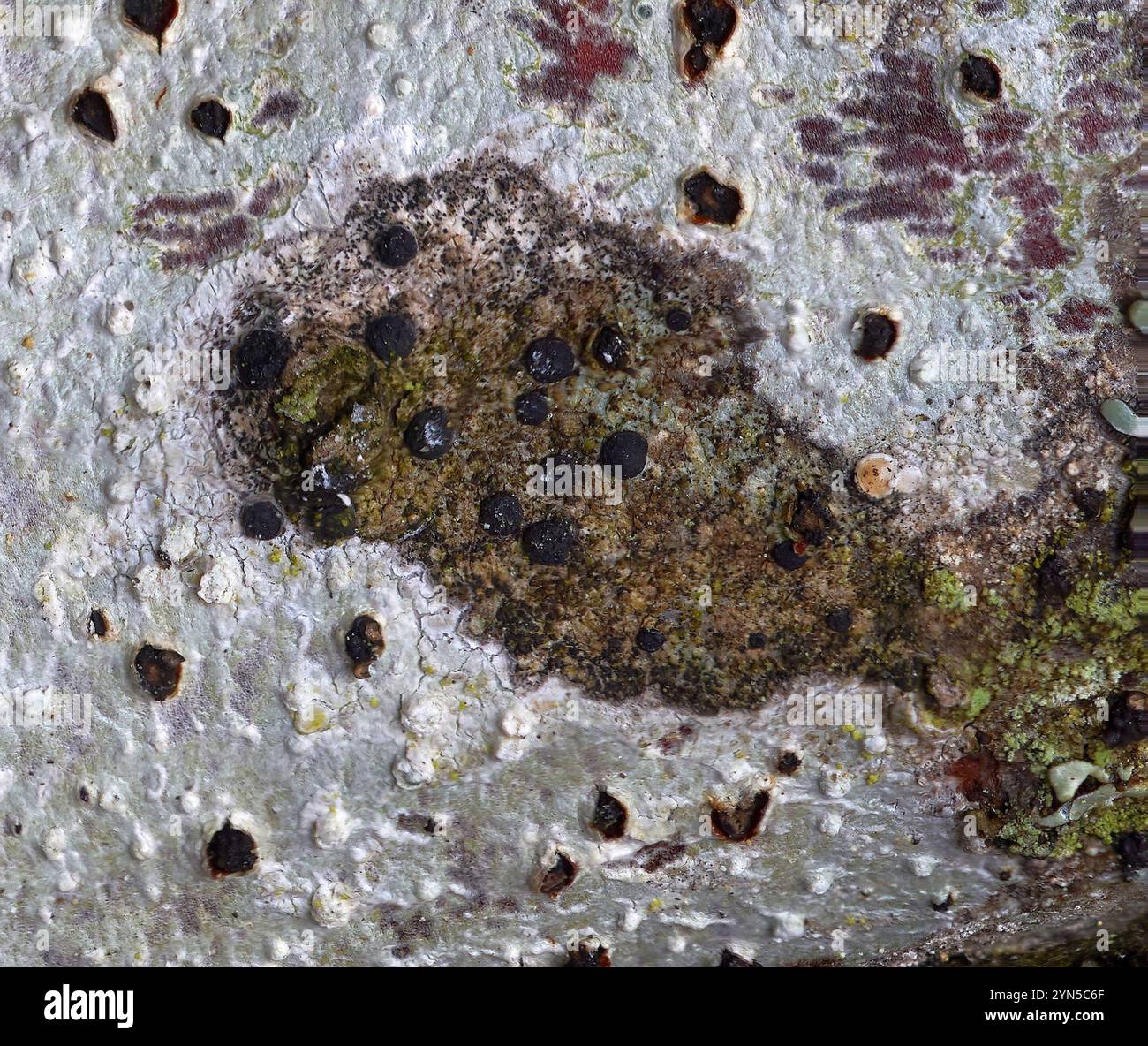 Tiny Button Lichen (Amandinea punctata Stock Photo - Alamy