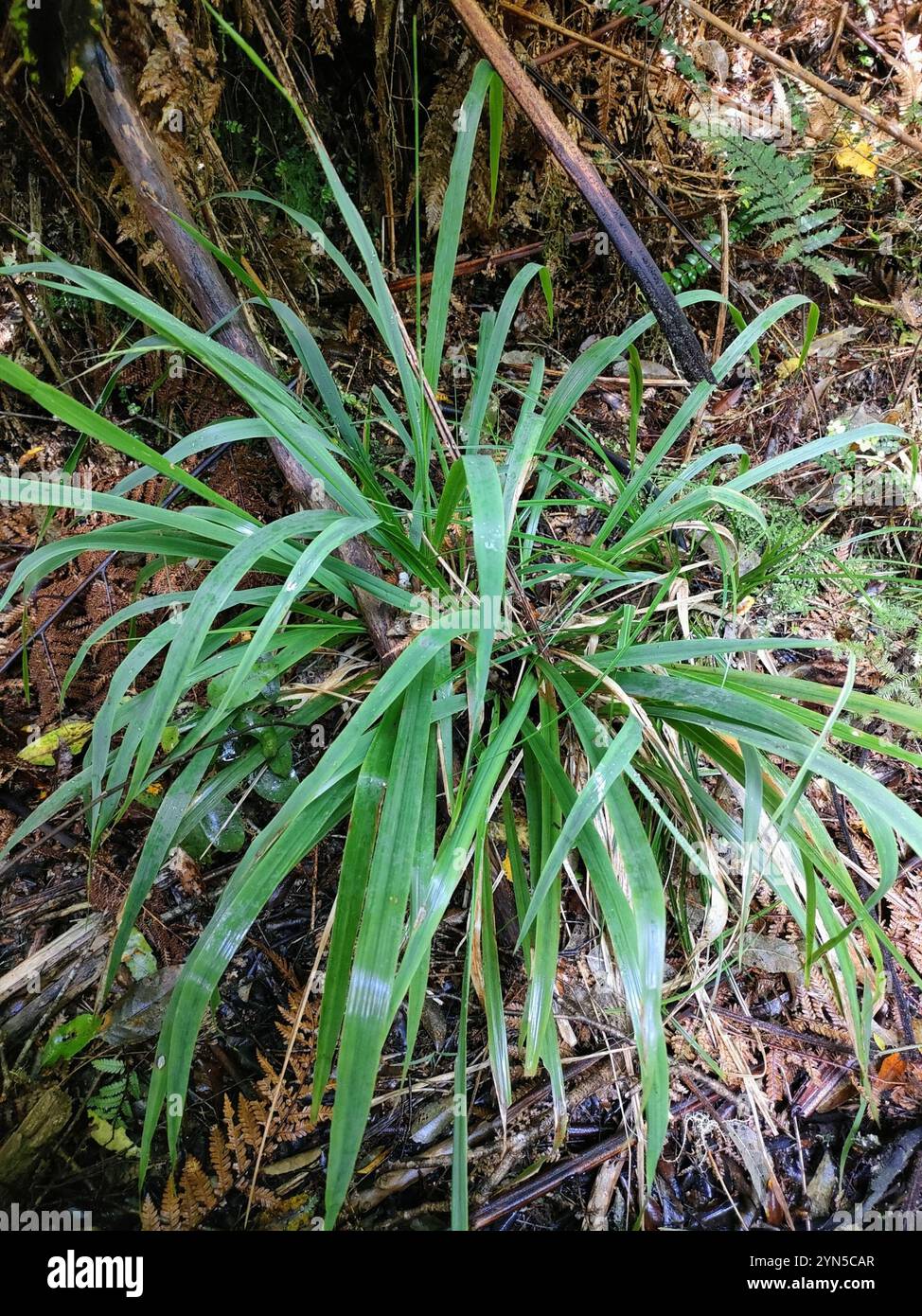bush rice grass (Ehrharta diplax Stock Photo - Alamy