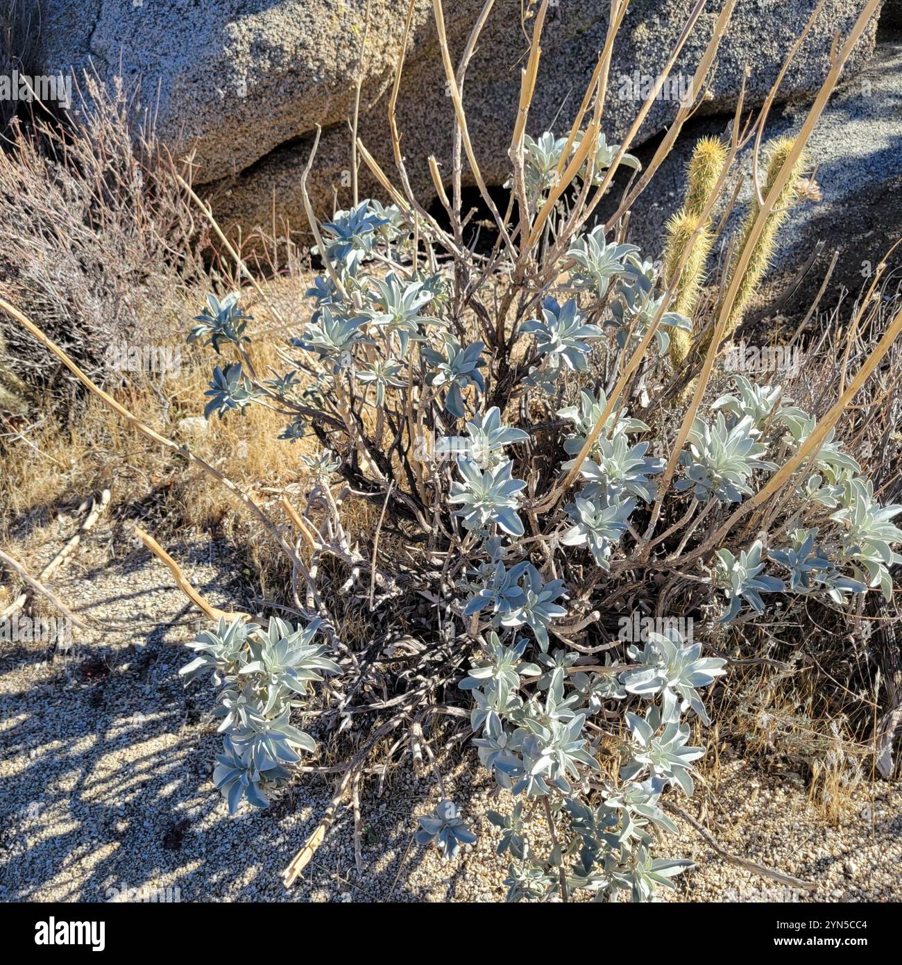 white sage (Salvia apiana Stock Photo - Alamy