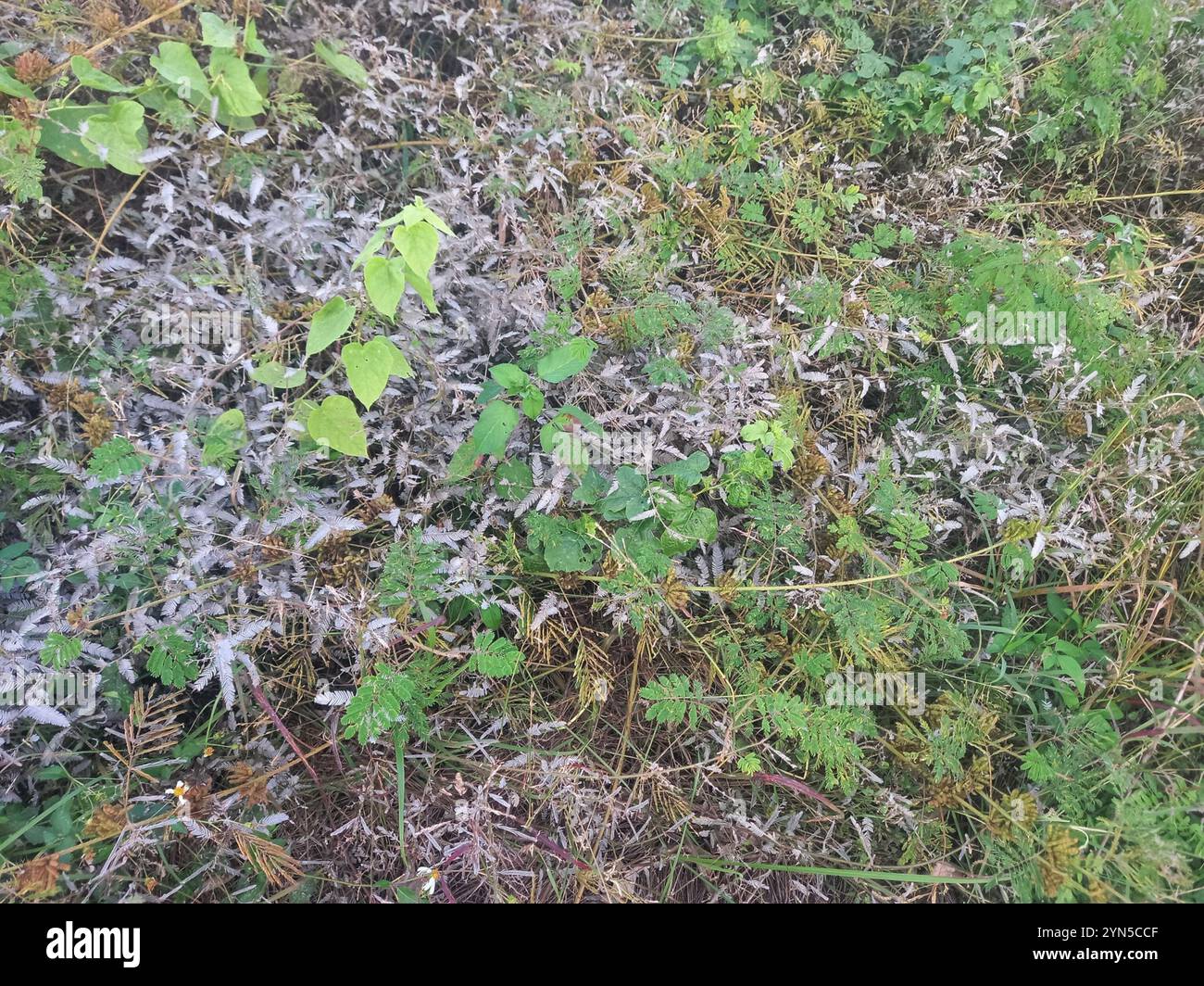 giant false sensitive plant (Mimosa diplotricha Stock Photo - Alamy
