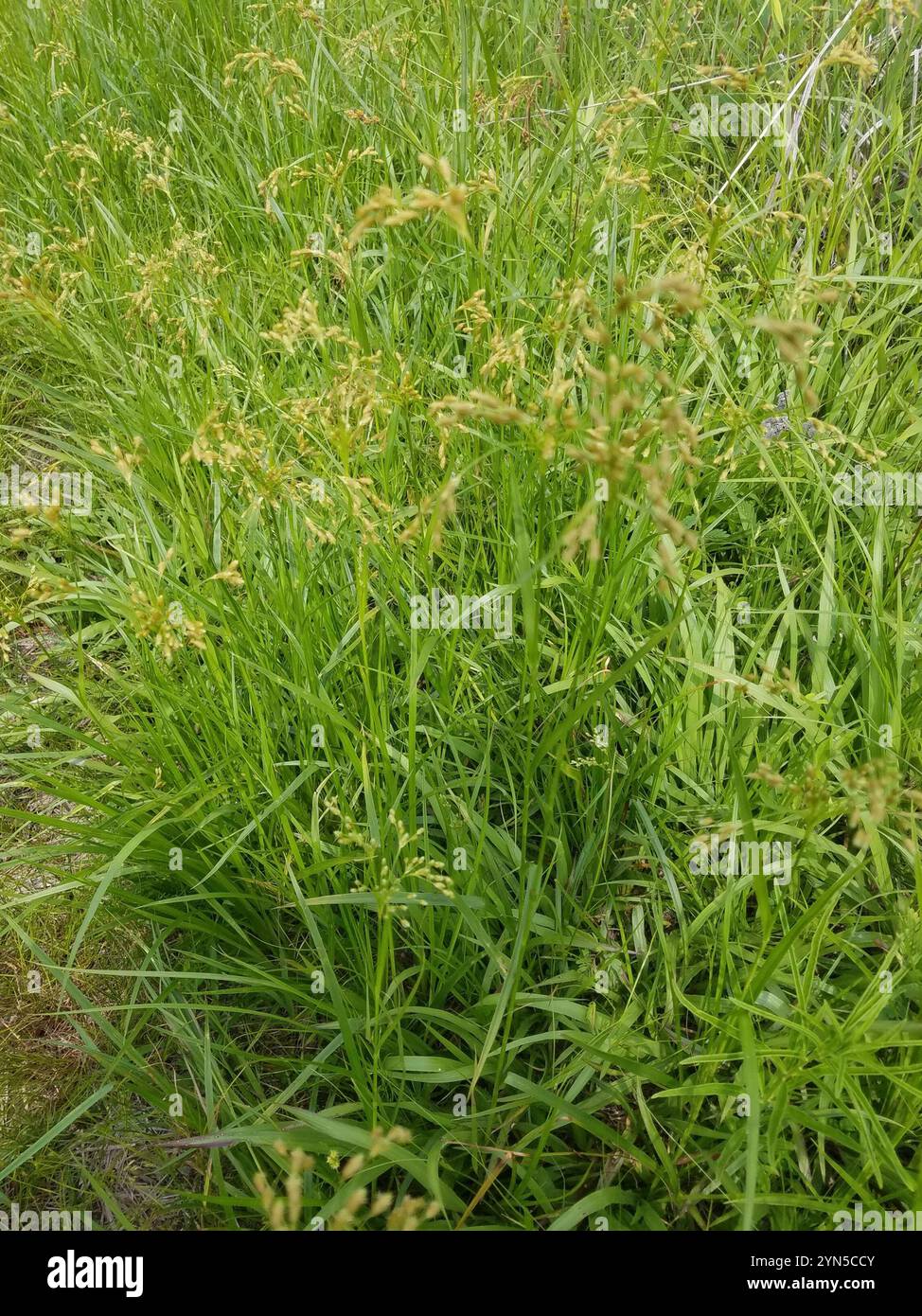 nodding bulrush (Scirpus pendulus Stock Photo - Alamy