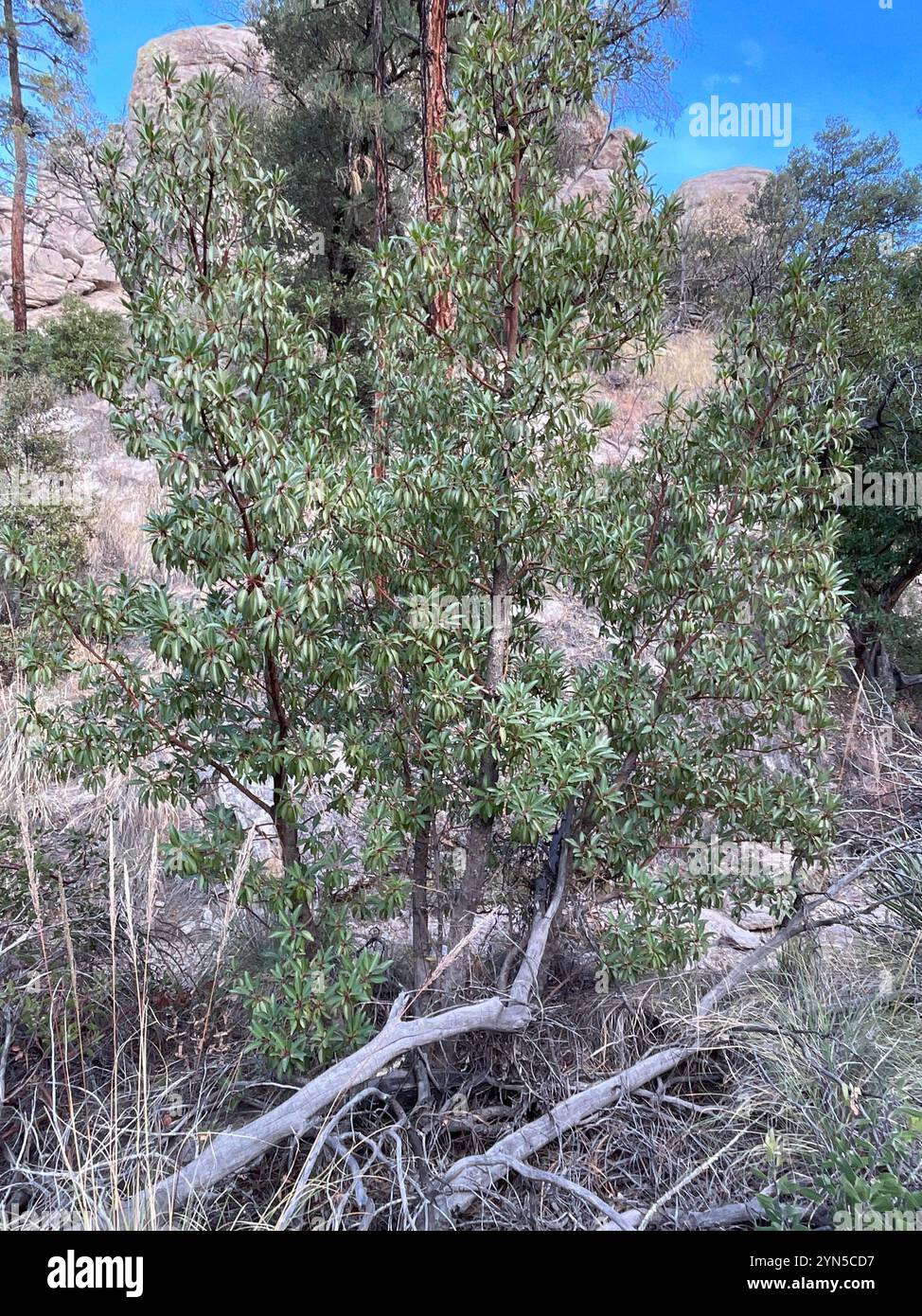 Arizona madrone (Arbutus arizonica Stock Photo - Alamy