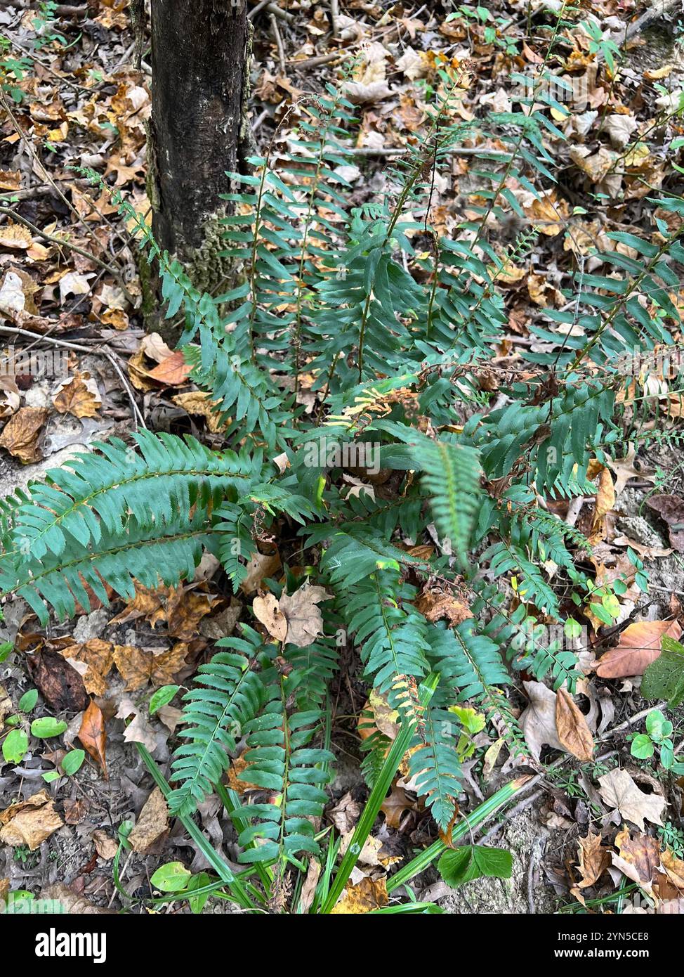 Christmas fern (Polystichum acrostichoides Stock Photo - Alamy