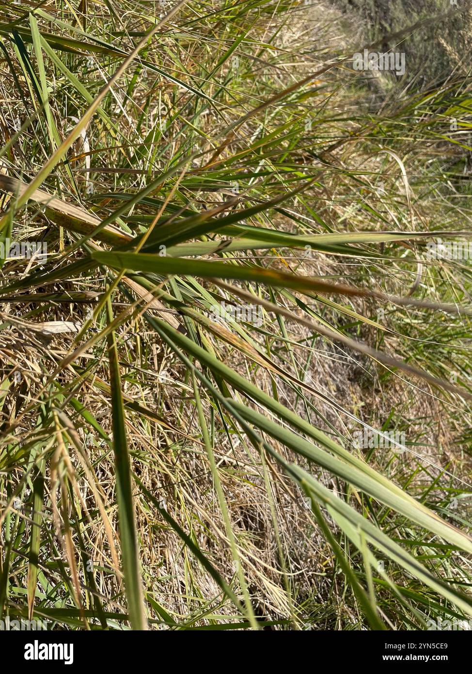 grasses, sedges, cattails, and allies (Poales Stock Photo - Alamy