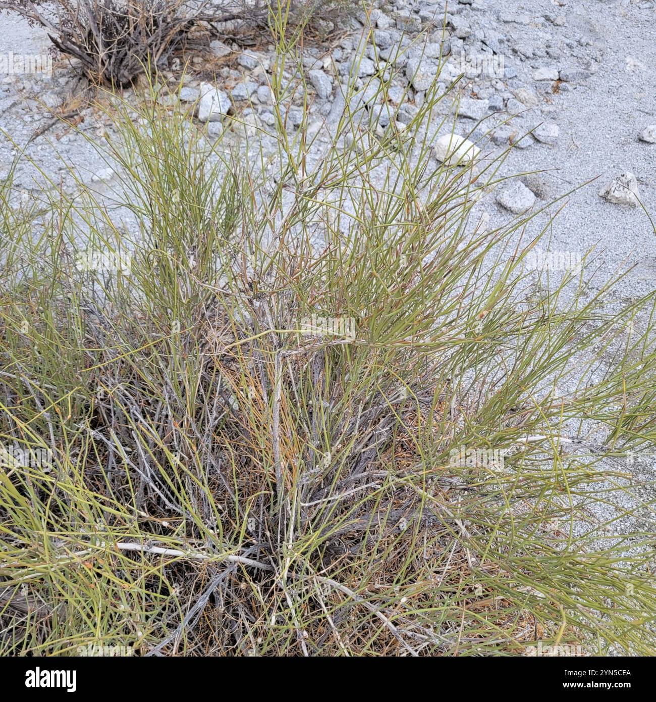 Ephedra trifurca hi-res stock photography and images - Alamy