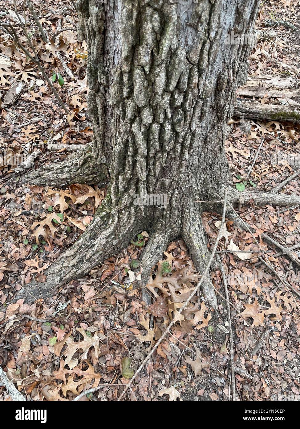 Cedar Elm (Ulmus crassifolia Stock Photo - Alamy