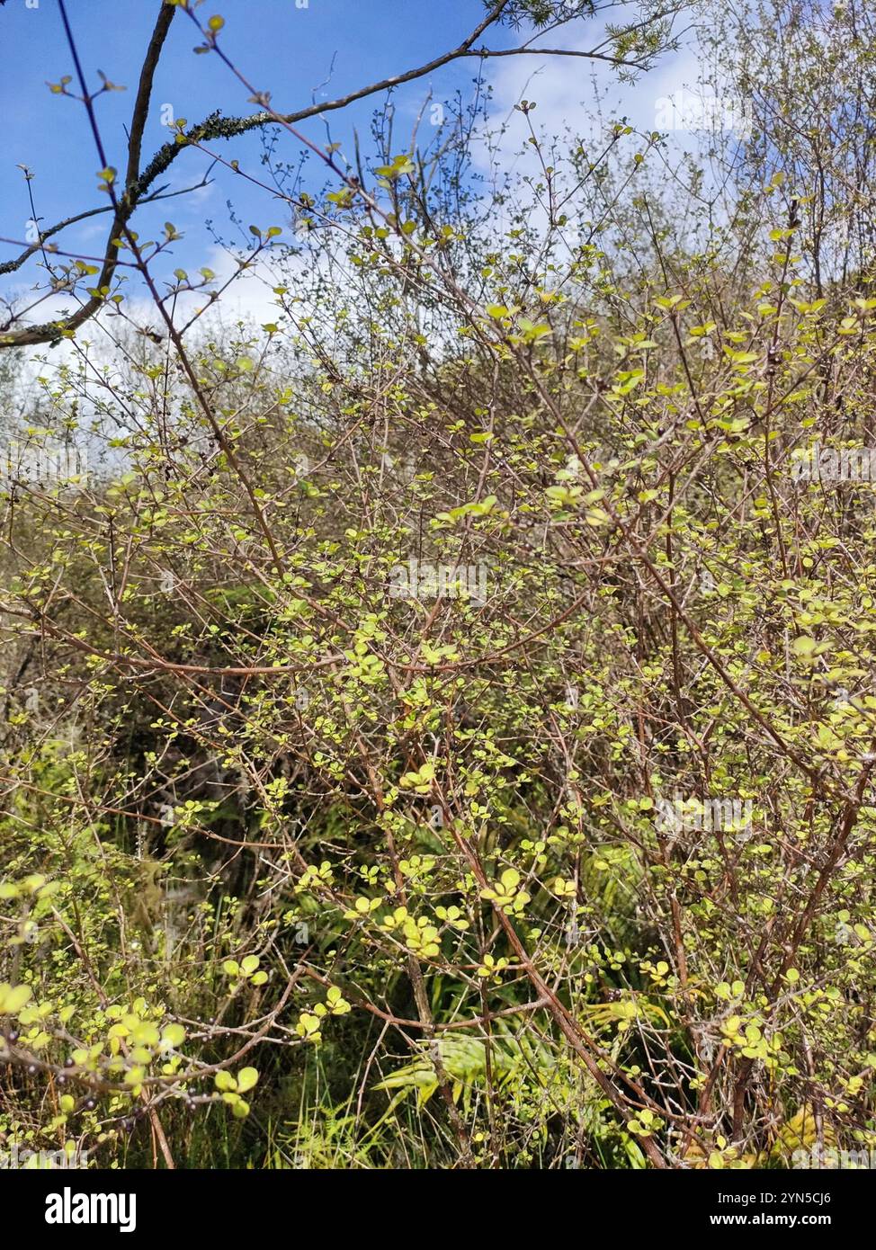 Hukihuki hi-res stock photography and images - Alamy