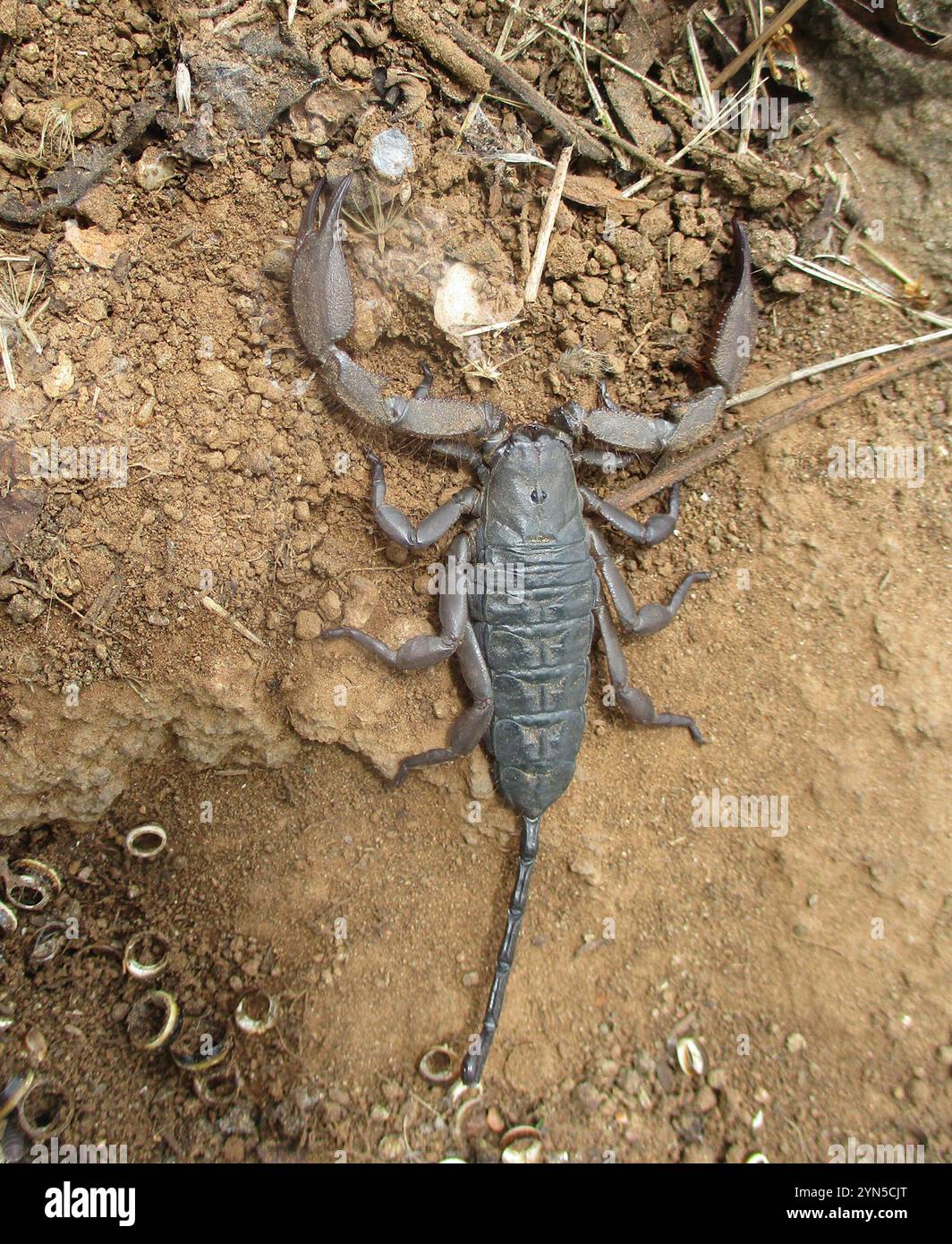 Rock Scorpions (Hadogenes Stock Photo - Alamy