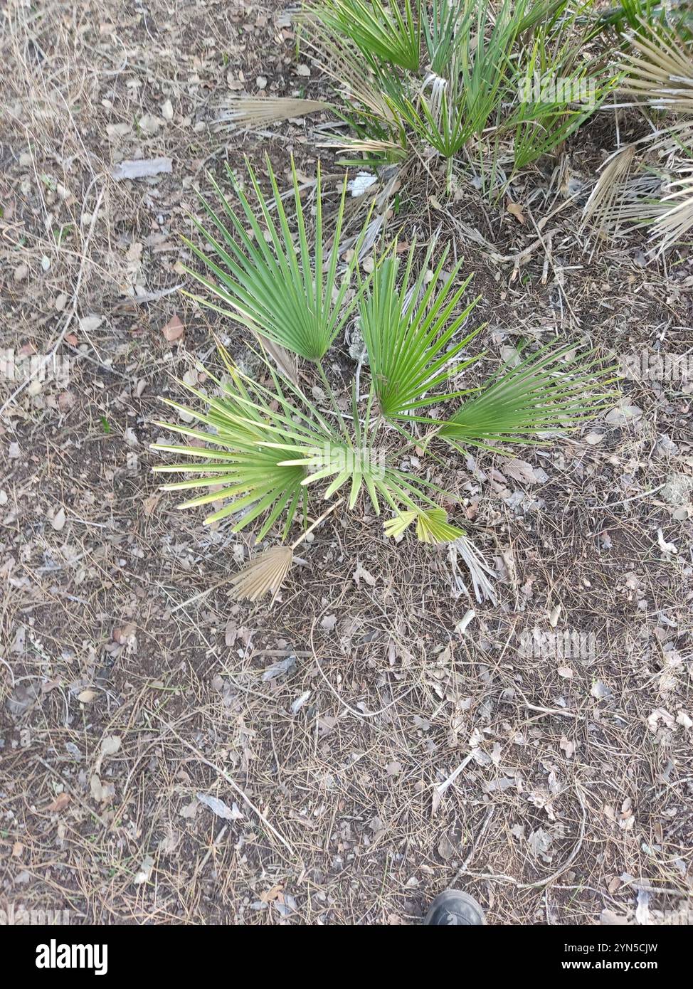 Mediterranean fan palm (Chamaerops humilis Stock Photo - Alamy