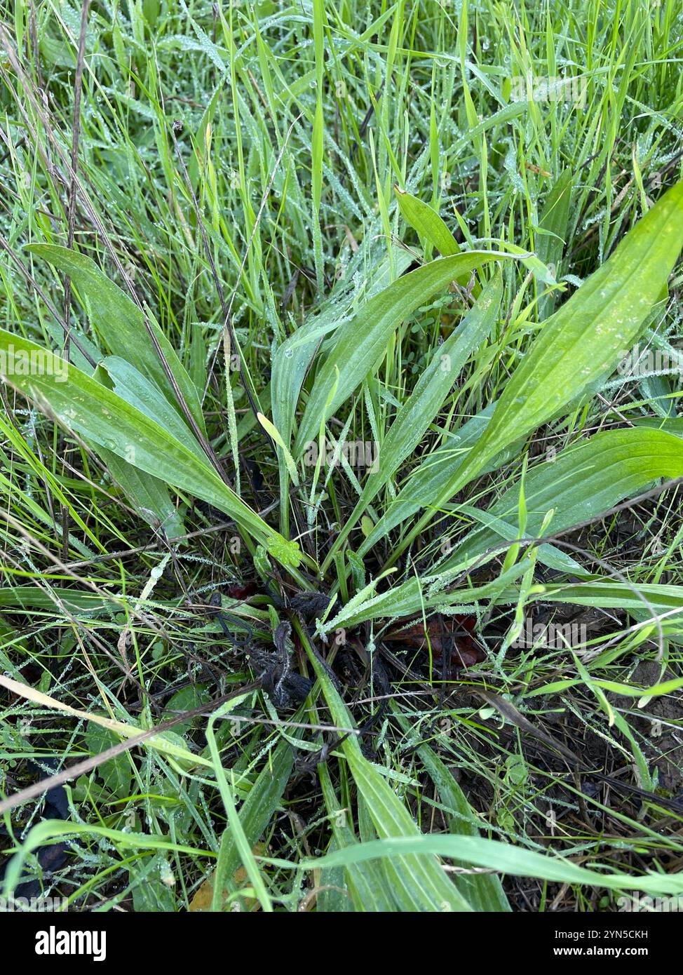 ribwort plantain (Plantago lanceolata Stock Photo - Alamy