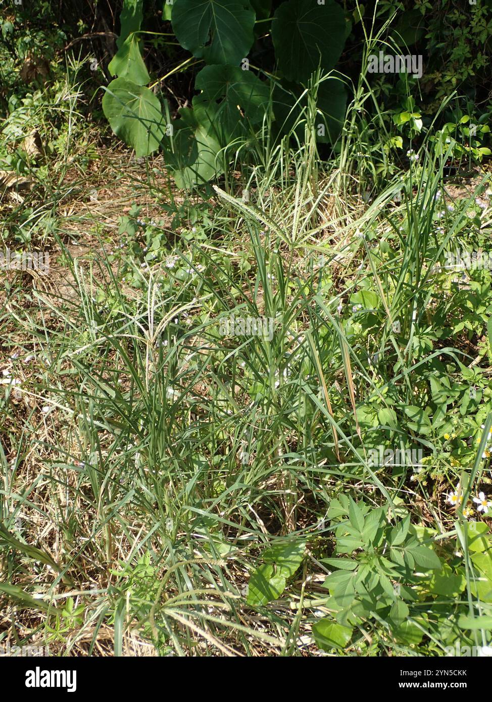 Goose Grass (Eleusine indica Stock Photo - Alamy