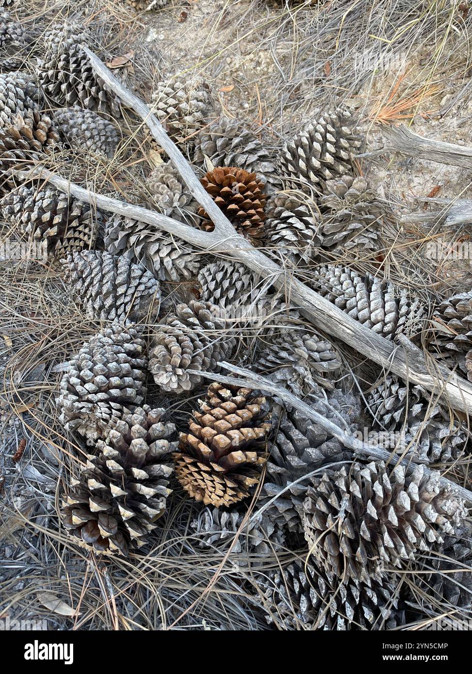 Apache pine (Pinus engelmannii Stock Photo - Alamy