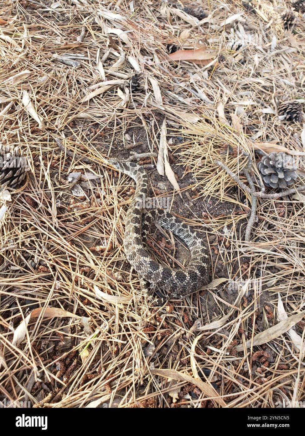 South American Hognose Snake (Xenodon dorbignyi Stock Photo - Alamy