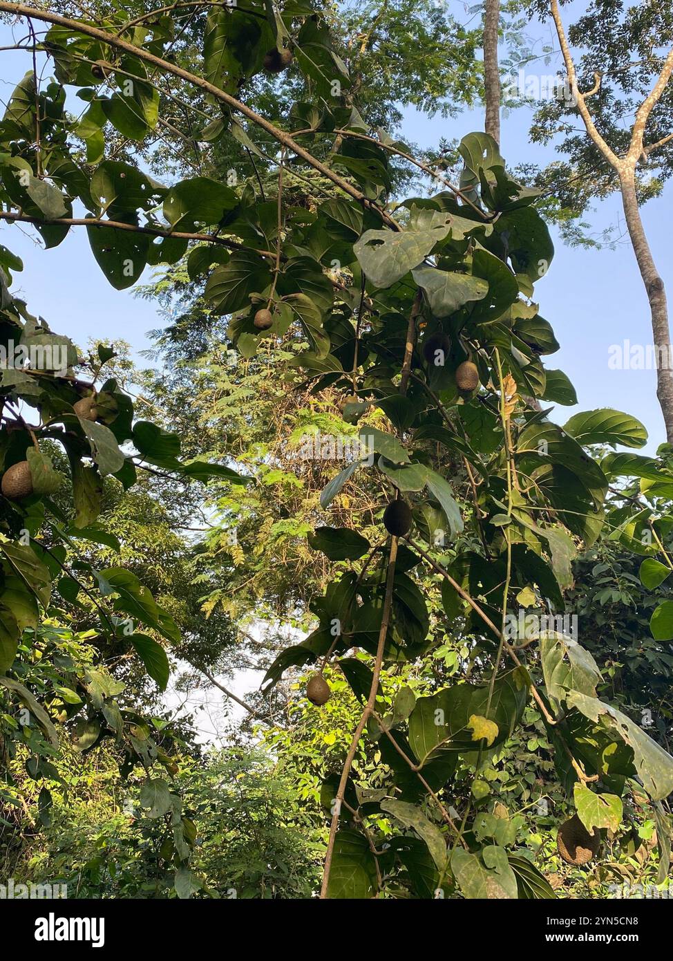 Nauclea latifolia hi-res stock photography and images - Alamy