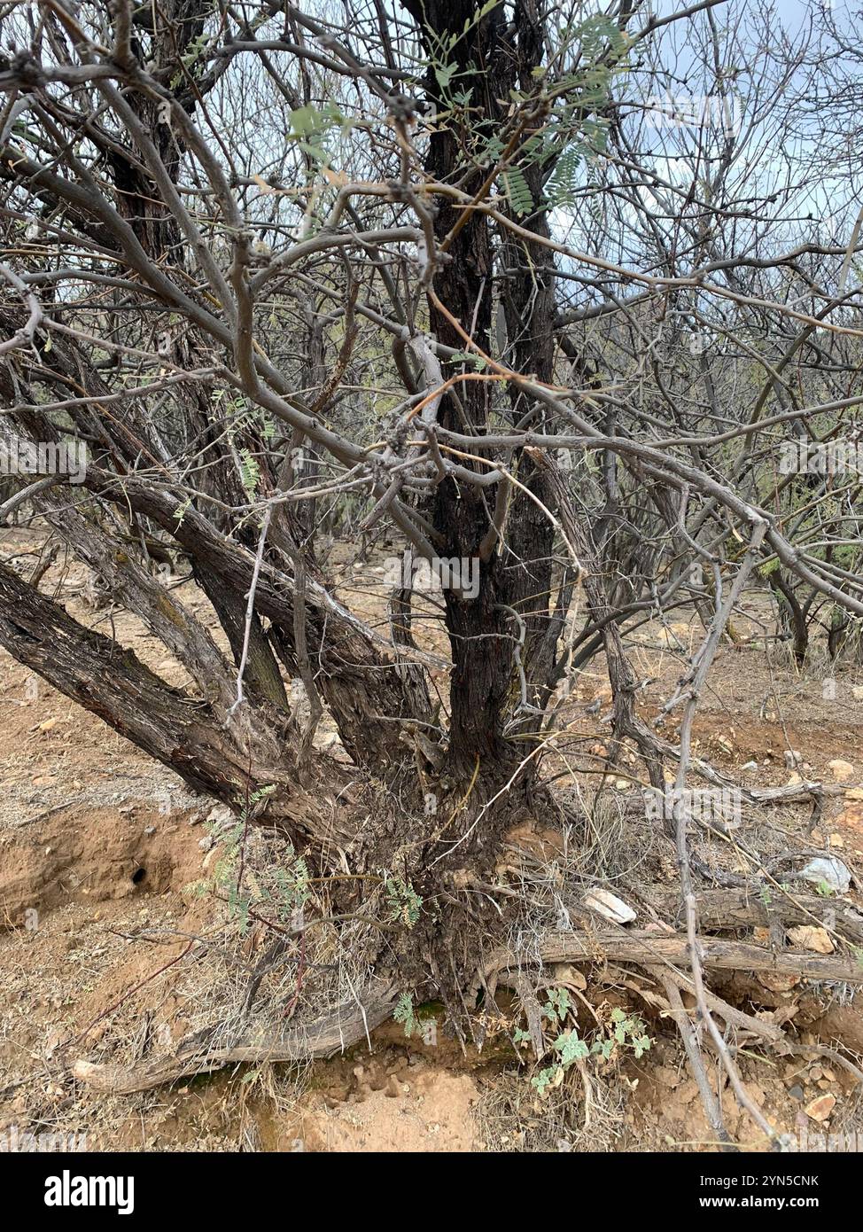 Catclaw Acacia (Senegalia greggii Stock Photo - Alamy
