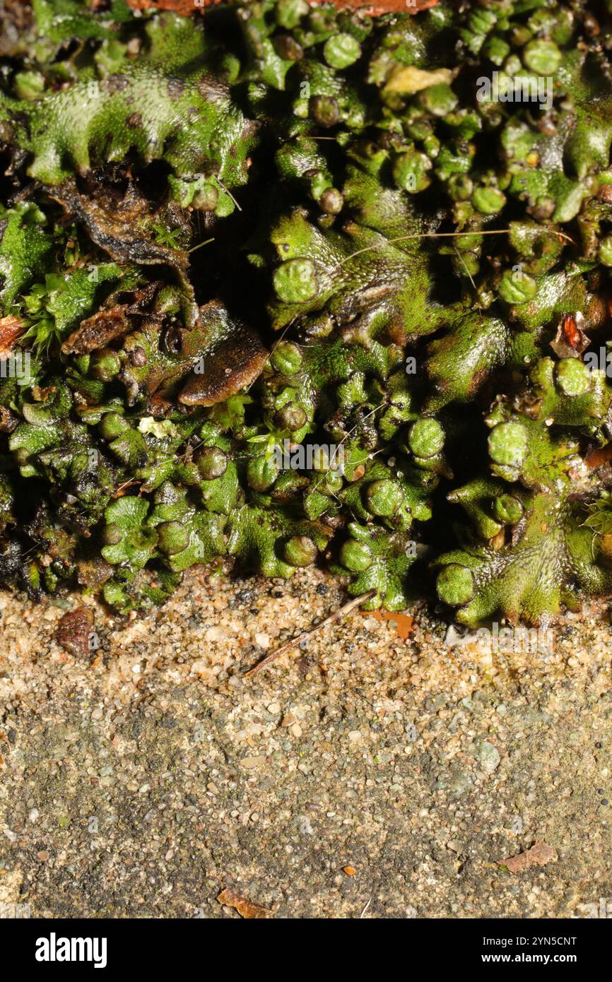 Common Liverwort (Marchantia polymorpha Stock Photo - Alamy