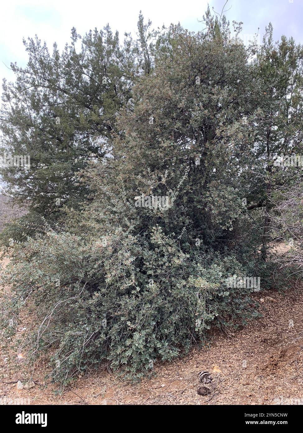 Sonoran scrub oak (Quercus turbinella Stock Photo - Alamy