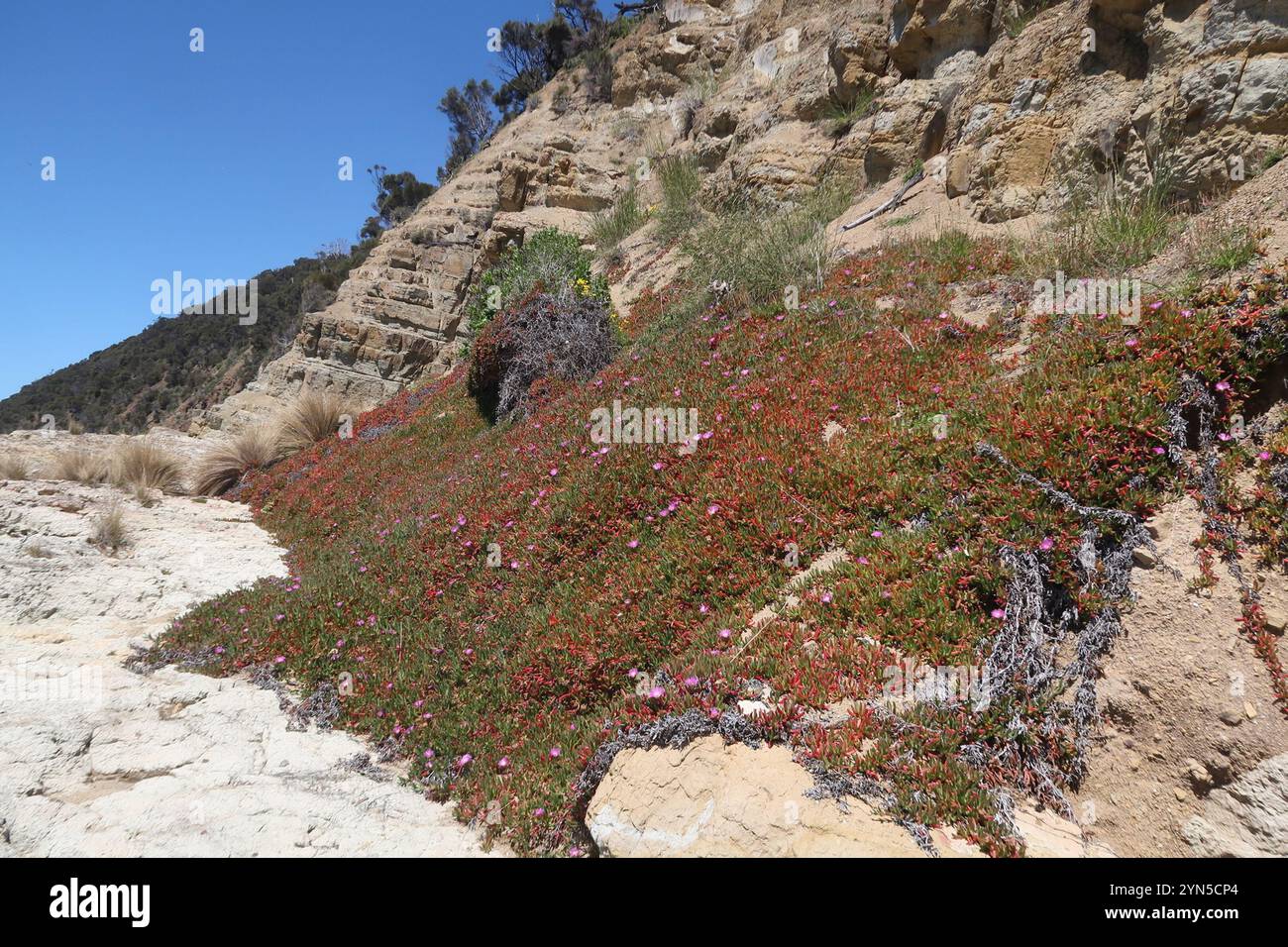 Australian Pig Face (Carpobrotus rossii Stock Photo - Alamy