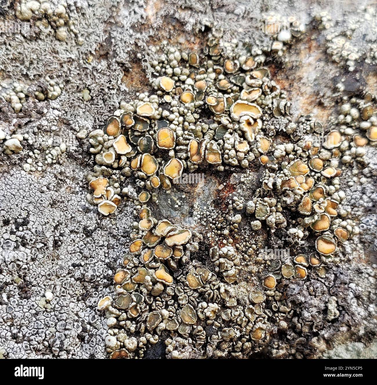 Scattered Rock-posy Lichen (Rhizoplaca subdiscrepans Stock Photo - Alamy
