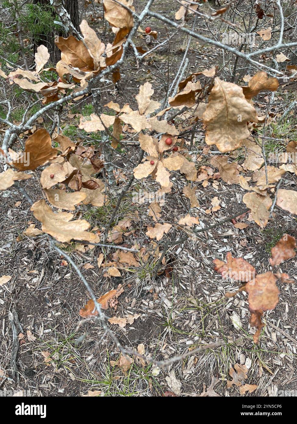 Gall Wasps (Cynipidae Stock Photo - Alamy