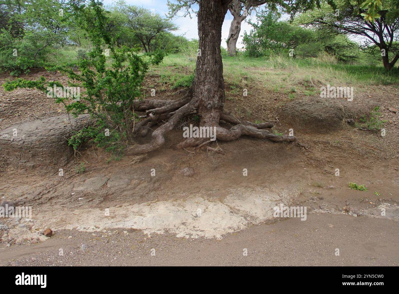 Leadwood (Combretum imberbe Stock Photo - Alamy