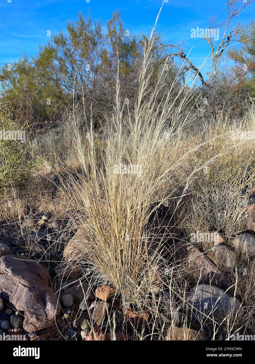 Wiregrasses hi-res stock photography and images - Alamy