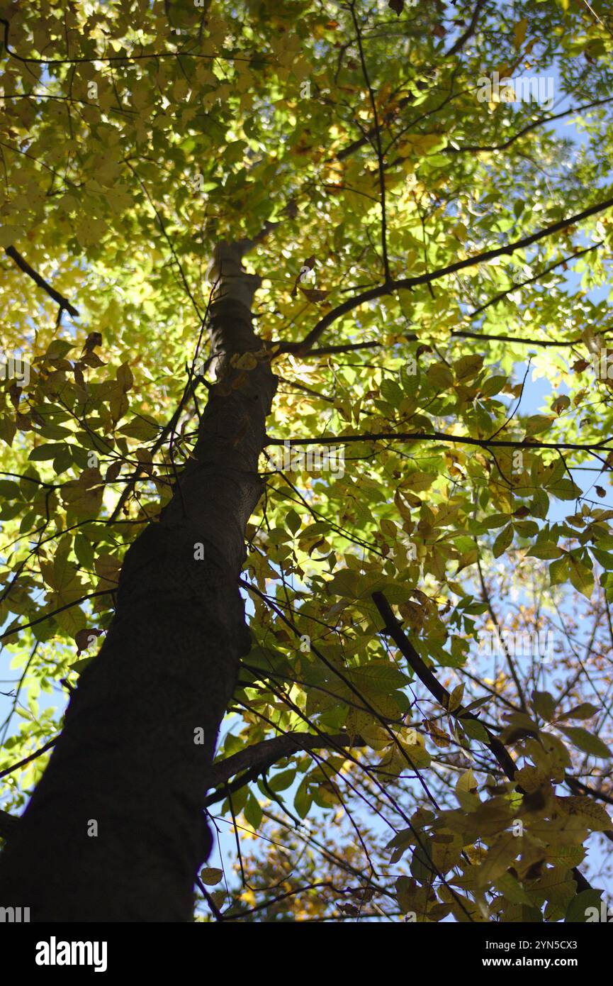 bitternut hickory (Carya cordiformis Stock Photo - Alamy