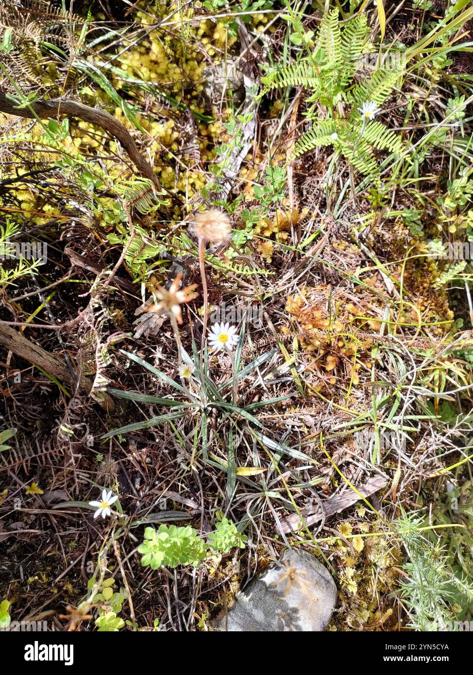 Common Mountain Daisy (Celmisia gracilenta Stock Photo - Alamy