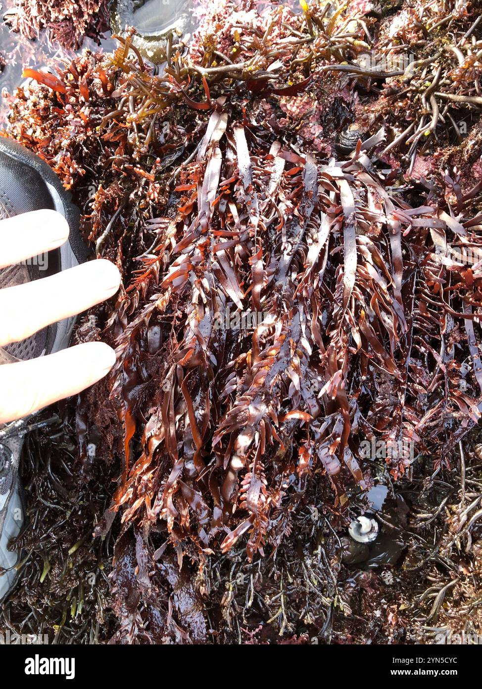 red algae (Rhodophyta Stock Photo - Alamy