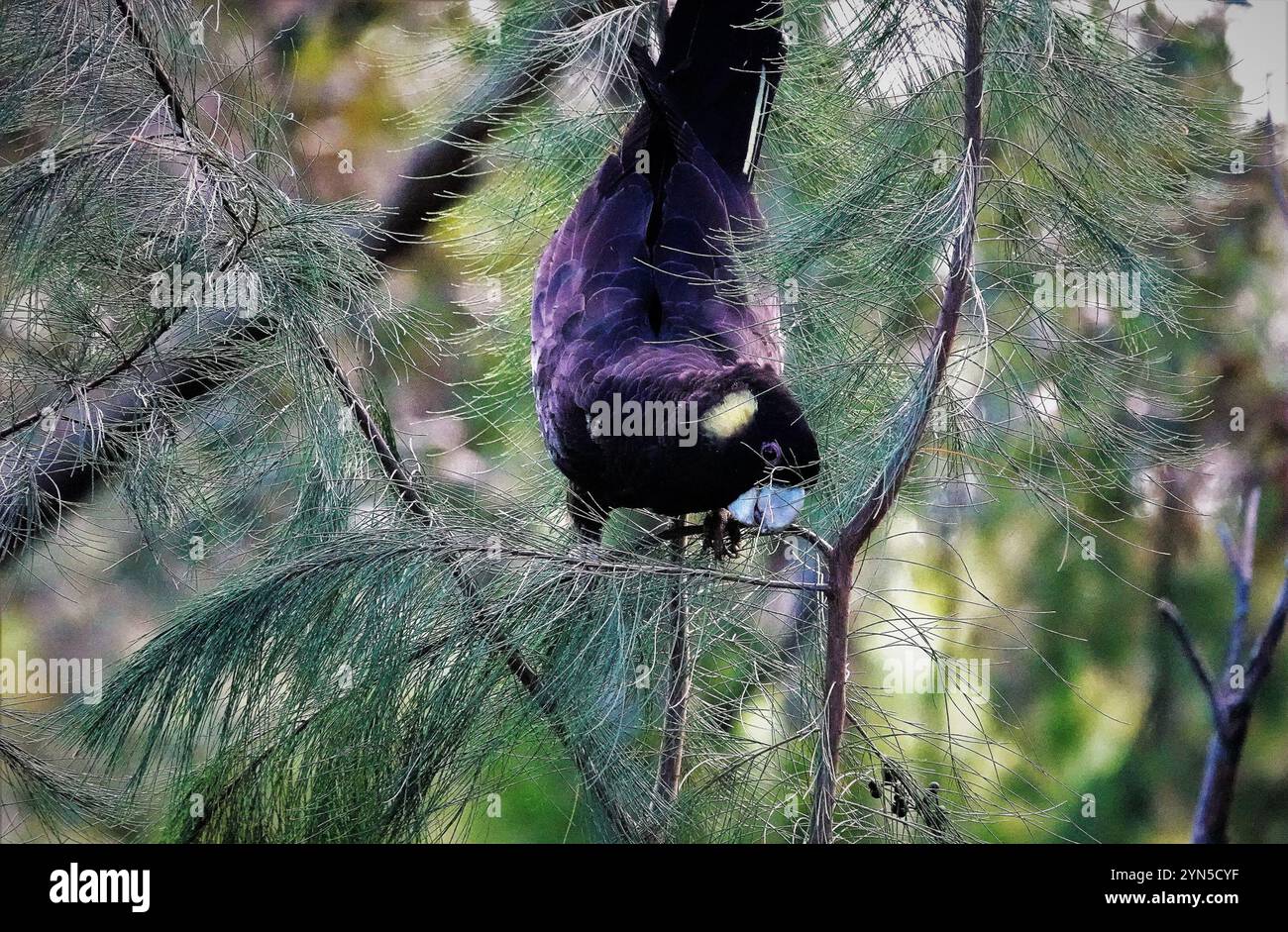Yellow-tailed Black Cockatoo (Zanda funerea Stock Photo - Alamy