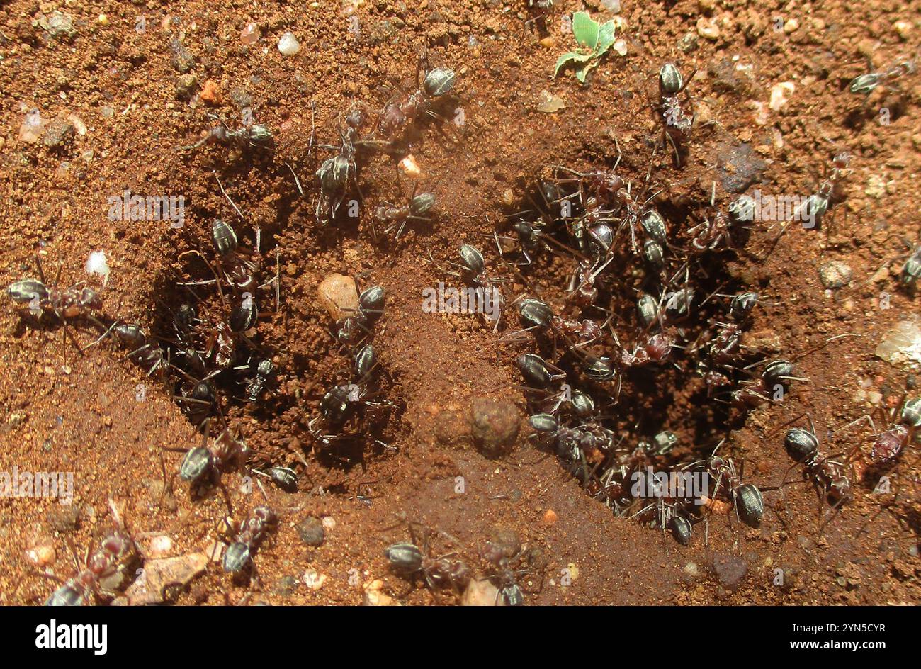 Large Pugnacious Ant (Anoplolepis custodiens Stock Photo - Alamy