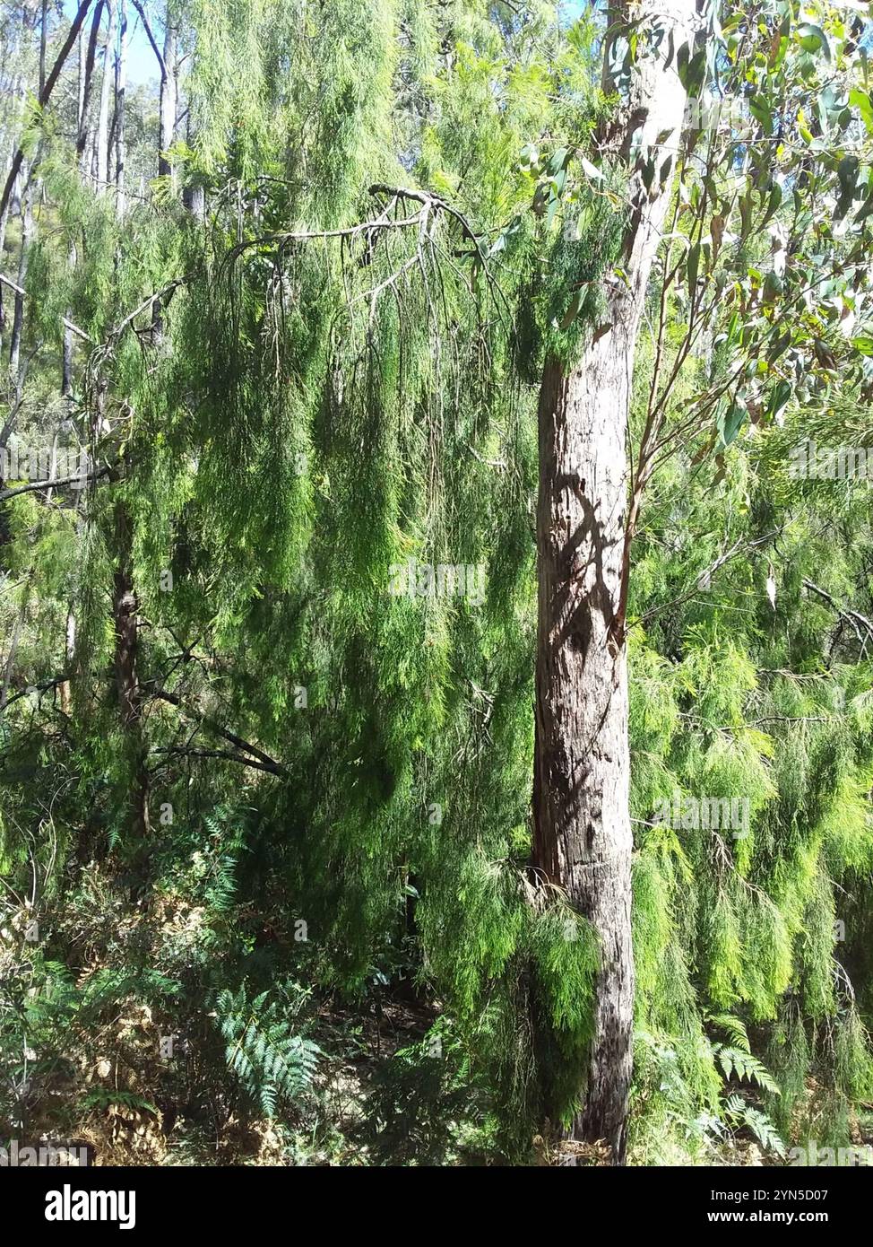 Cherry Ballart (Exocarpos cupressiformis Stock Photo - Alamy