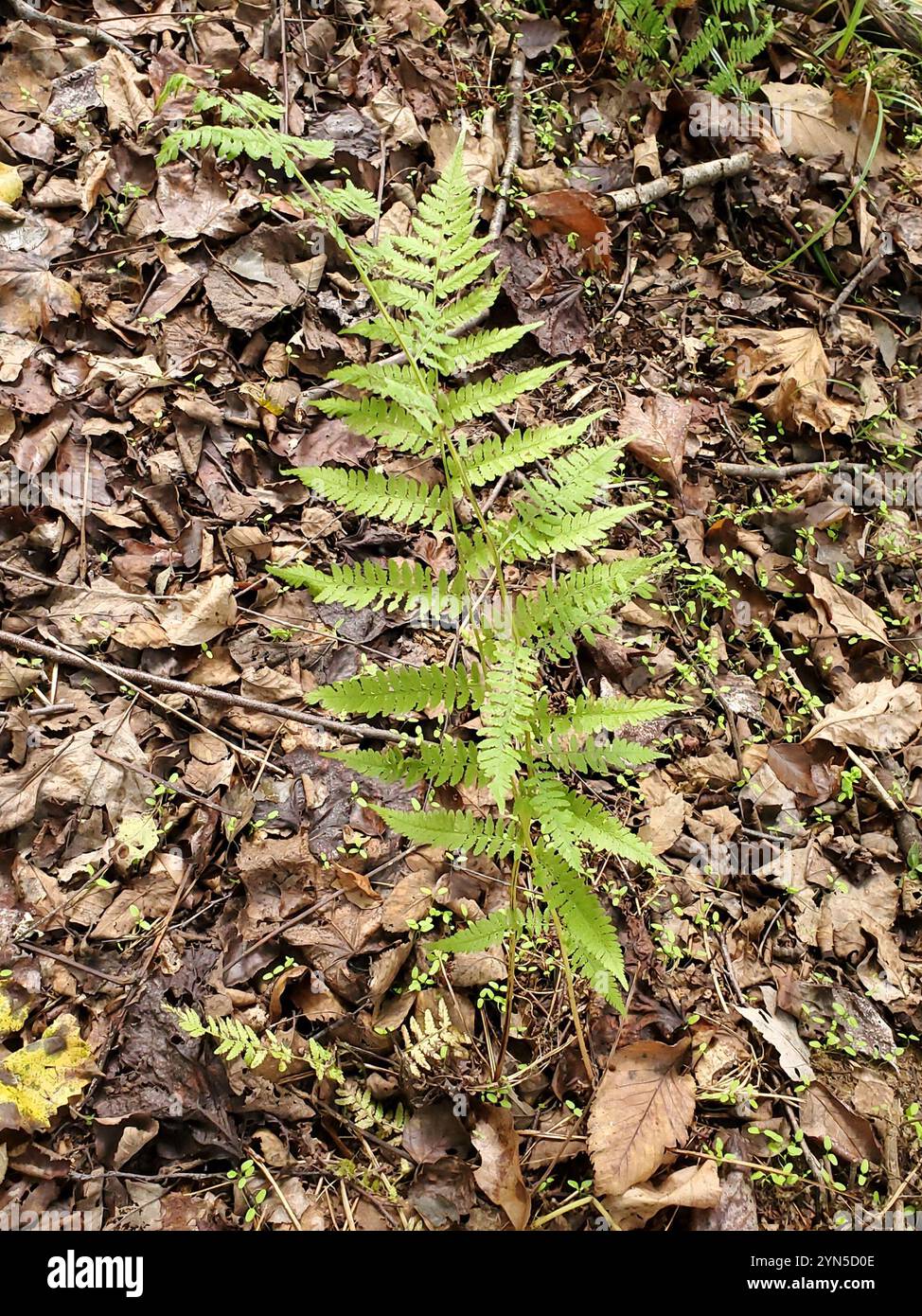 southern lady fern (Athyrium asplenioides Stock Photo - Alamy