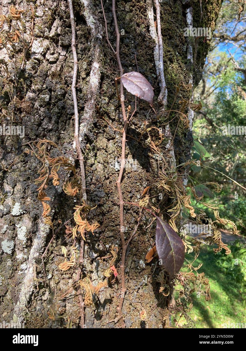 Virginia creeper (Parthenocissus quinquefolia Stock Photo - Alamy
