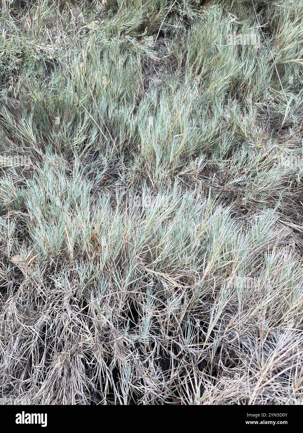Saltgrass (Distichlis spicata Stock Photo - Alamy