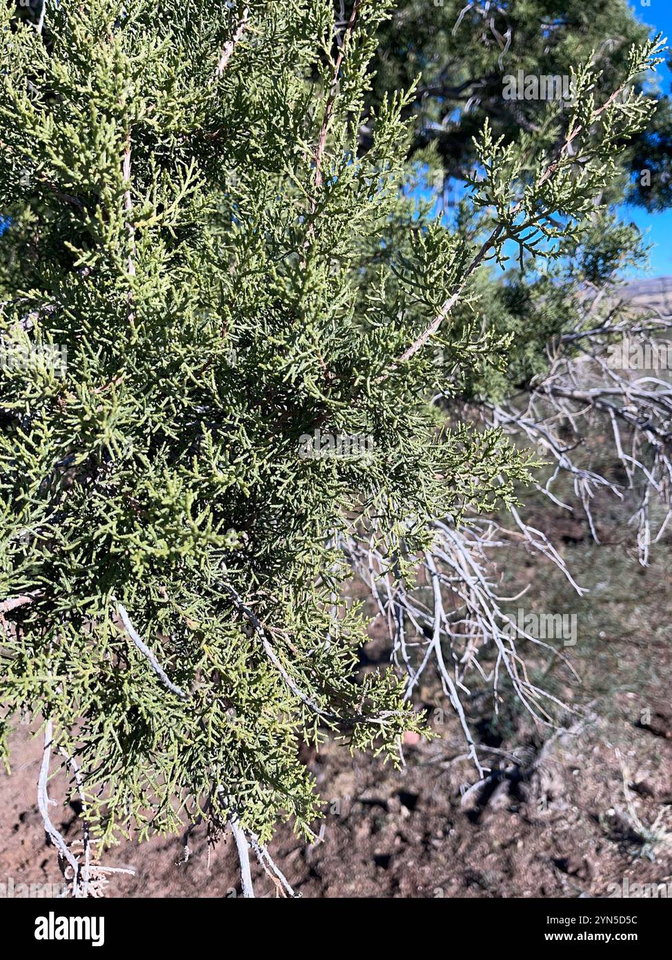 scale-leaf junipers (Sabina Stock Photo - Alamy