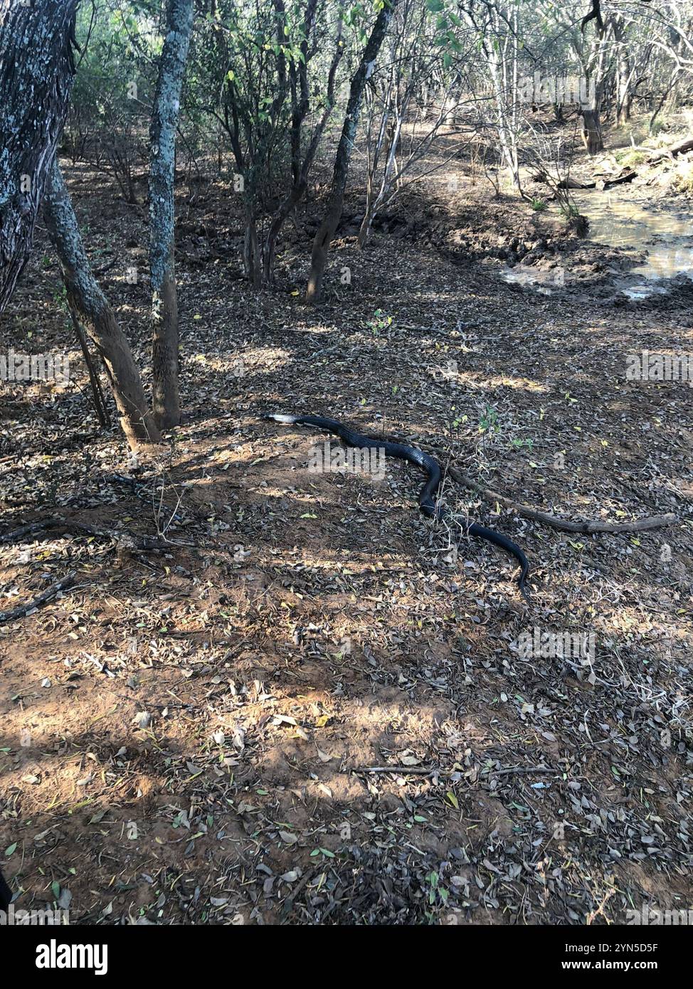 Texas indigo snake hi-res stock photography and images - Alamy