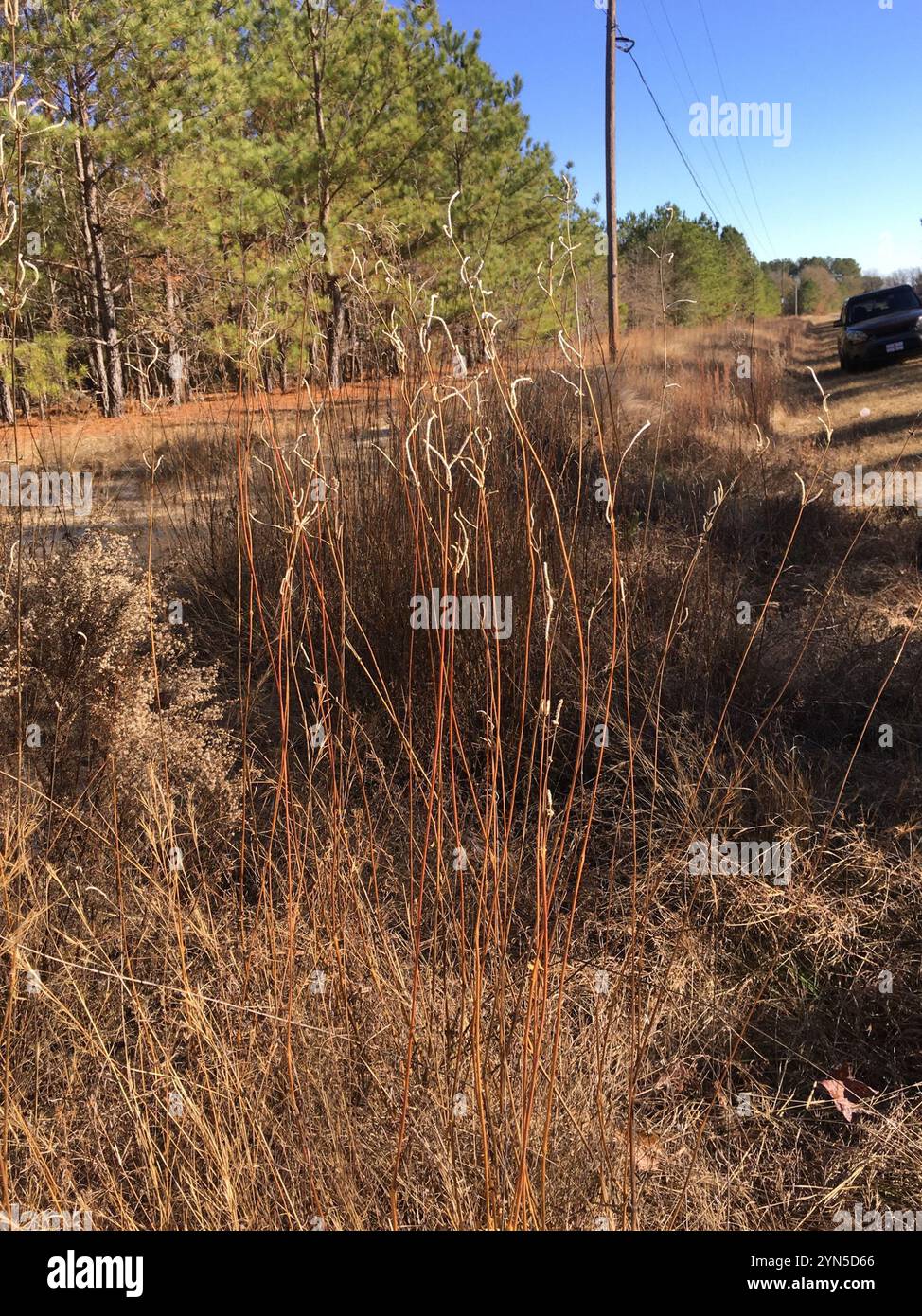Plains Snakecotton (Froelichia floridana Stock Photo - Alamy