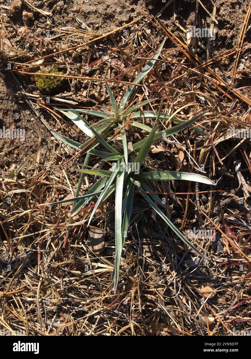 Silkgrass hi-res stock photography and images - Alamy