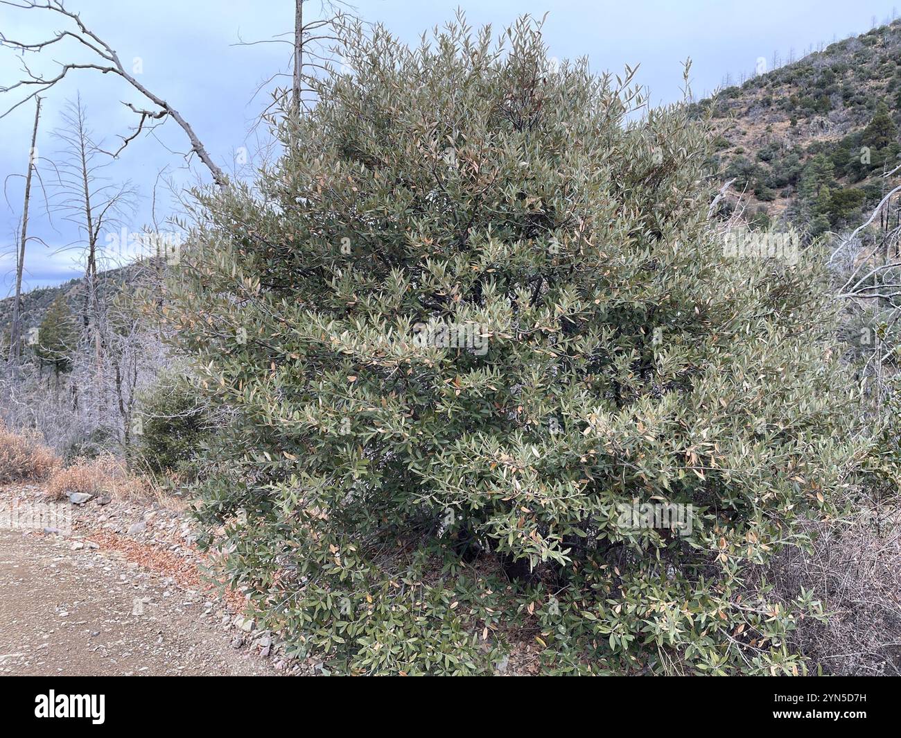 silverleaf oak (Quercus hypoleucoides Stock Photo - Alamy