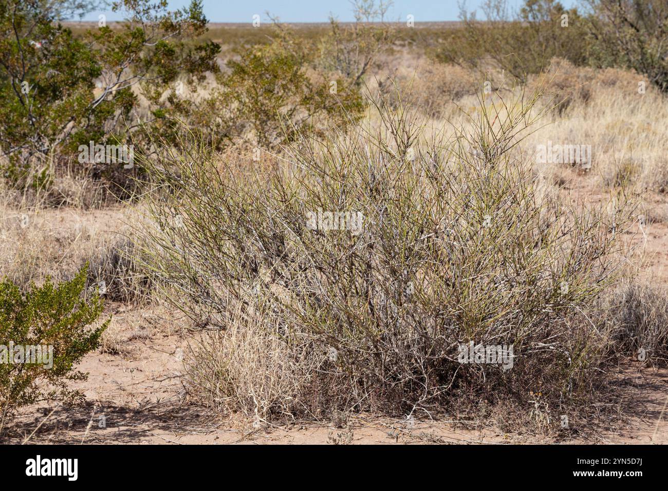longleaf ephedra (Ephedra trifurca Stock Photo - Alamy
