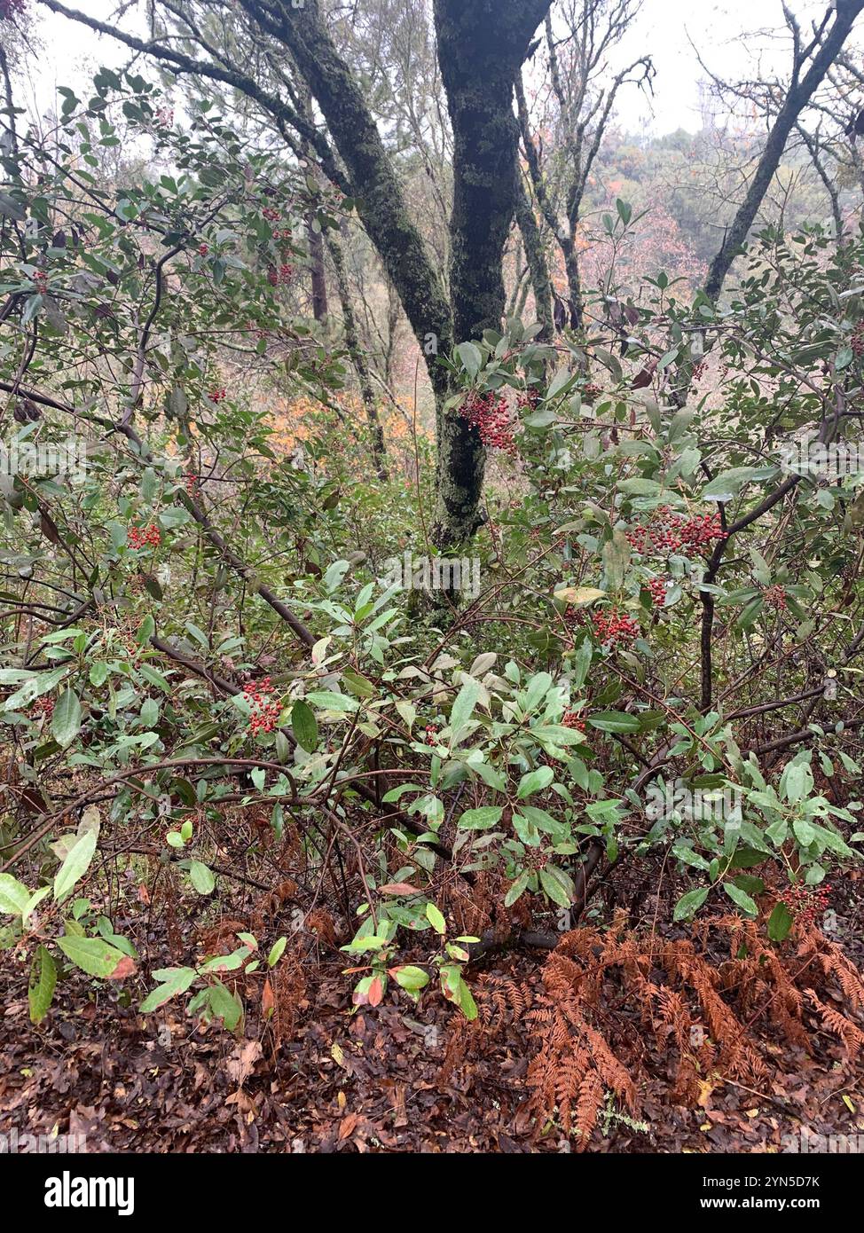 Toyon (Heteromeles arbutifolia Stock Photo - Alamy