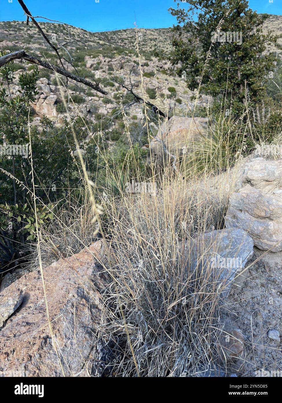 Sideoats Grama (Bouteloua curtipendula Stock Photo - Alamy
