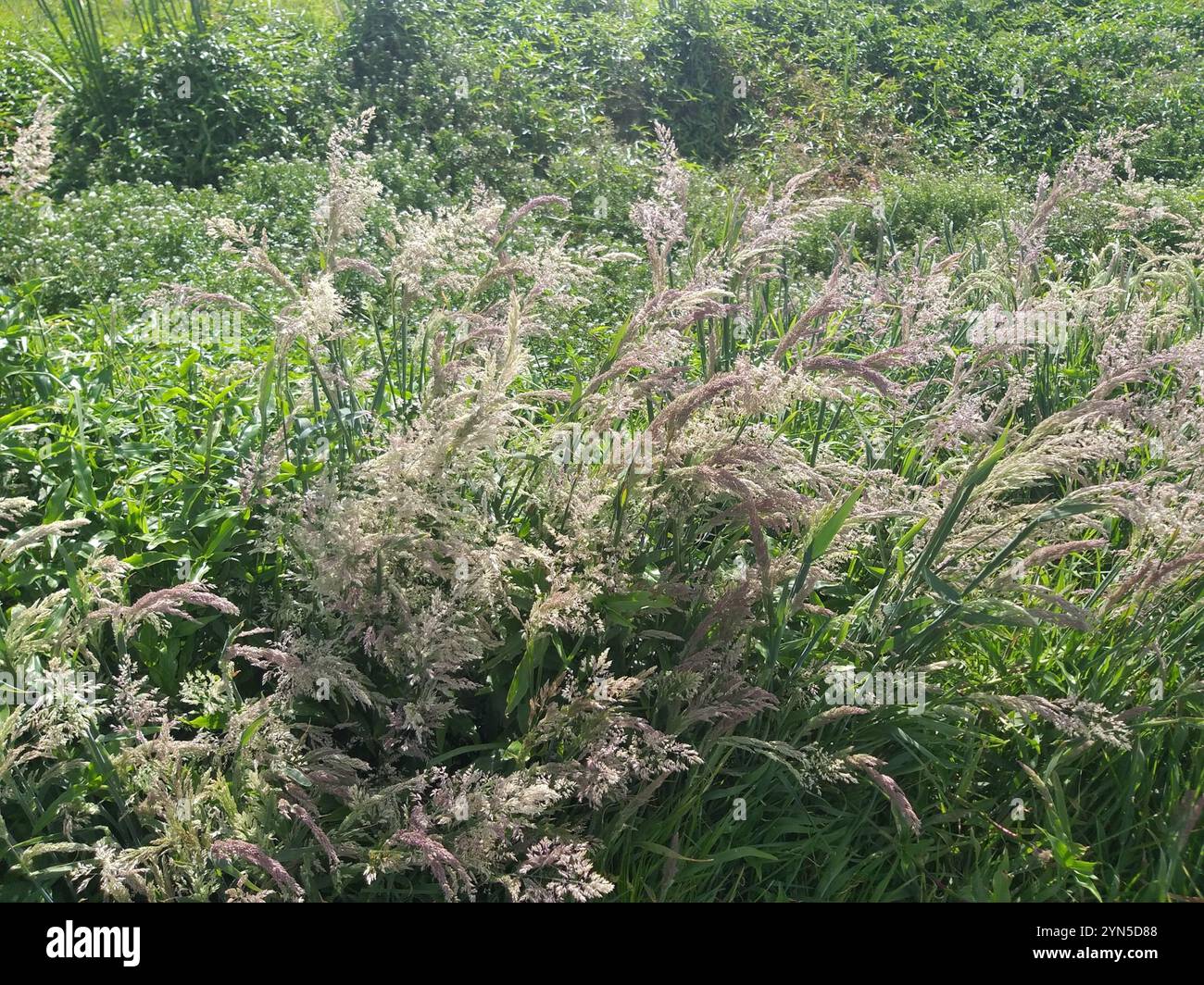 Yorkshire fog (Holcus lanatus Stock Photo - Alamy