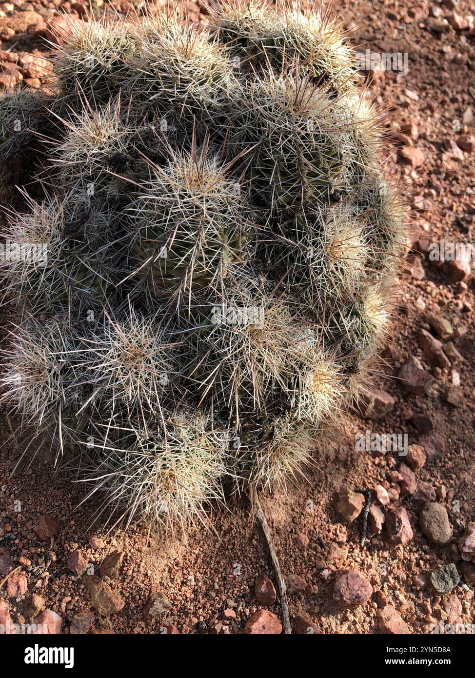 Scarlet Hedgehog Cactus (Echinocereus coccineus coccineus Stock Photo ...