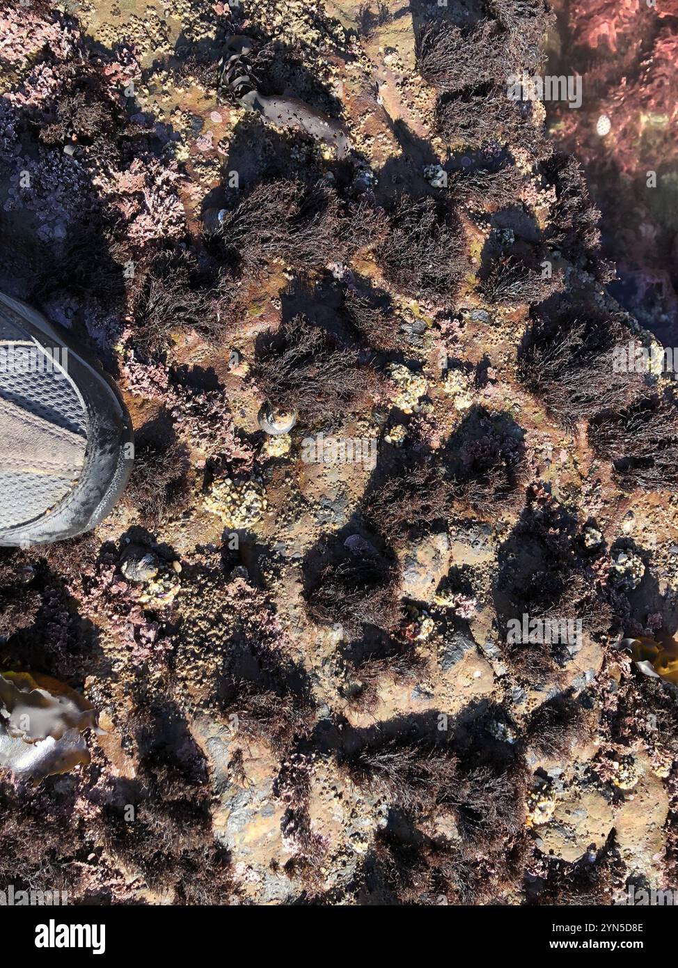 Scouring-pad alga (Endocladia muricata Stock Photo - Alamy