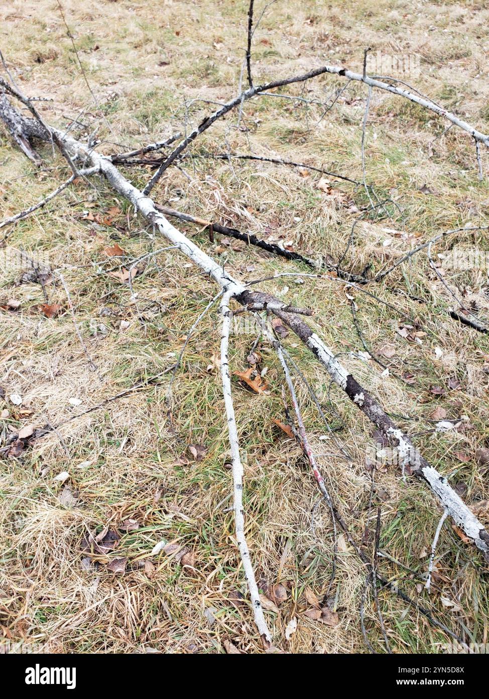 Red Tree Brain Fungus (Peniophora rufa Stock Photo - Alamy