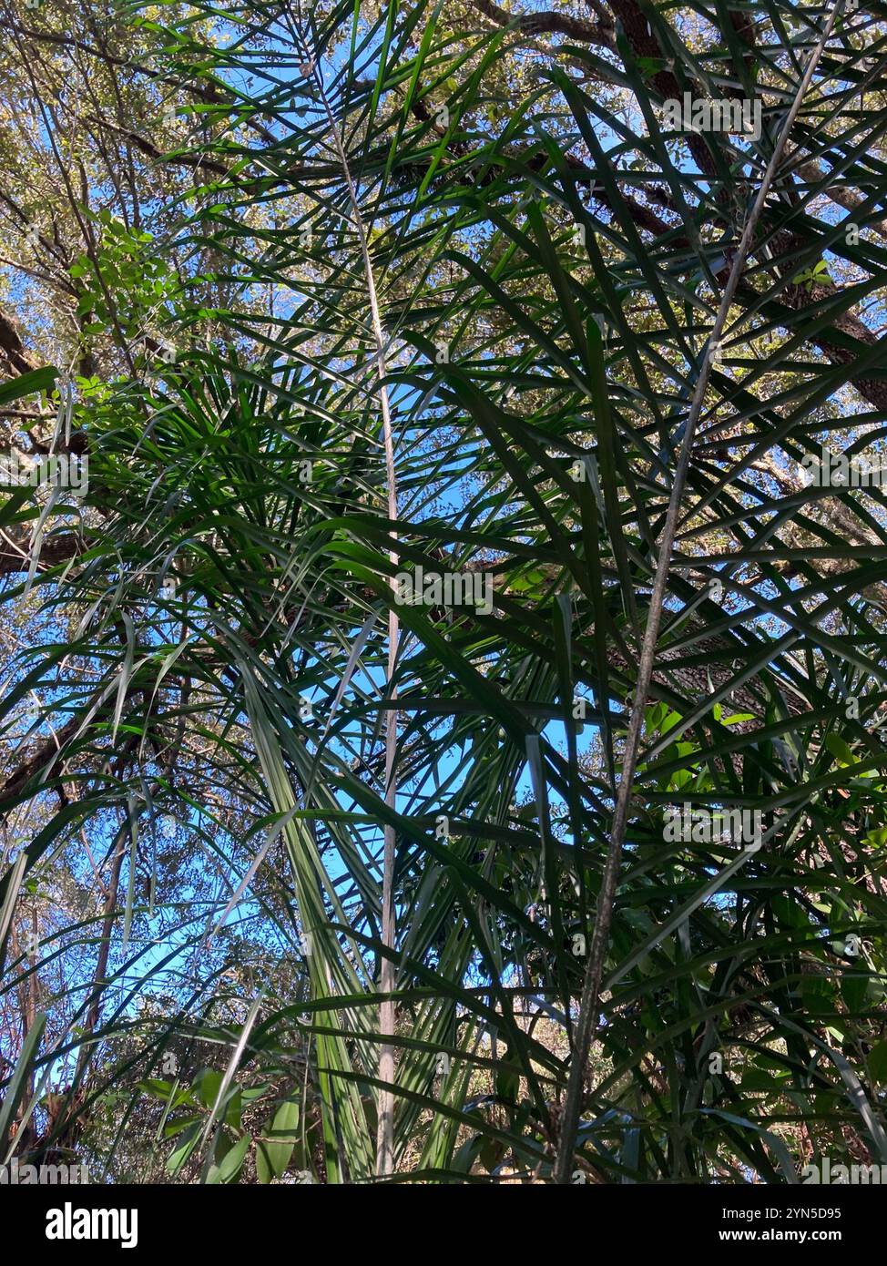 Queen palm (Syagrus romanzoffiana Stock Photo - Alamy